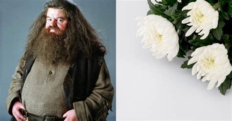 ‘해리포터 해그리드 연기한 로비 콜트레인 별세 소식 전해졌다 위키트리