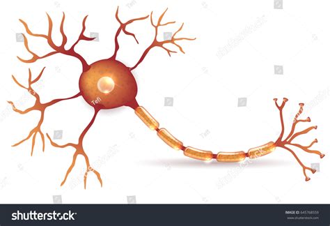 Nerve Cell Anatomy Detailed Illustration Stock Vector Royalty Free Shutterstock