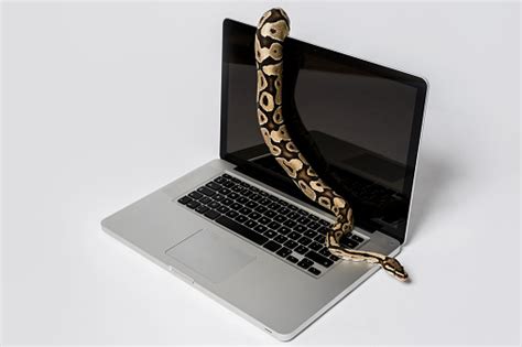Python Ular Dan Komputer Laptop Konsep Menggunakan Bahasa Pemrograman
