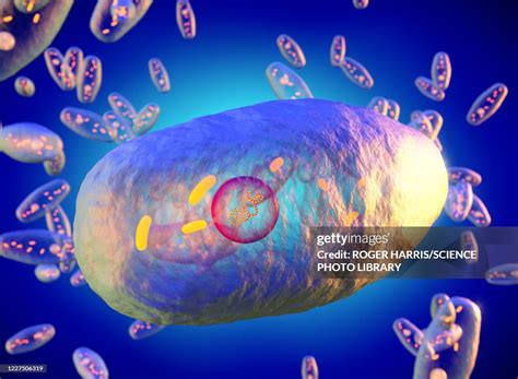 Bordetella Pertussis Bacteria