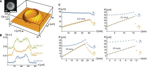 Analysis Of Vacuole And Droplet Size A B Example Of Fitting Based