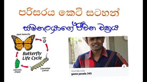 සමනලයාගේ ජීවන චක්‍රය Game Pasala 345 Youtube