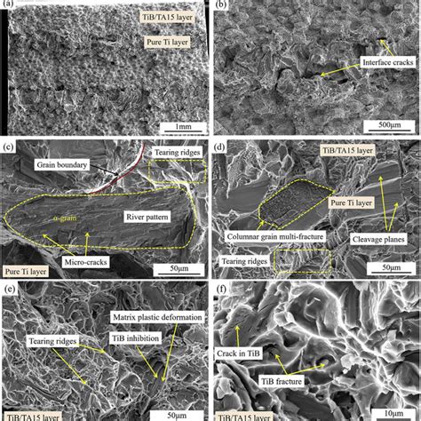 Fracture Morphologies Of The Laminated Ti Tibta15 12 Composite Download Scientific Diagram