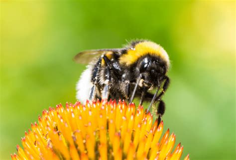 How Do Bees Communicate Primary Communication Methods Explained