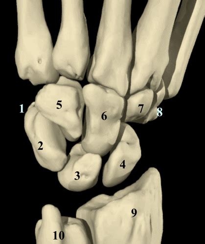 Wrist Bones Flashcards Quizlet