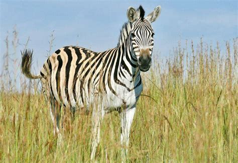 5 Fakta Zebra Burchell Garis Kulitnya Mengalihkan Predator Idn Times