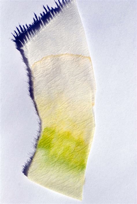 Plant Leaf Chromatography