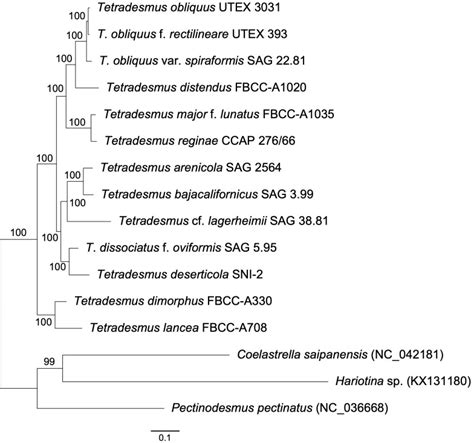 Taxonomic Reinvestigation Of The Genus Tetradesmus Scenedesmaceae