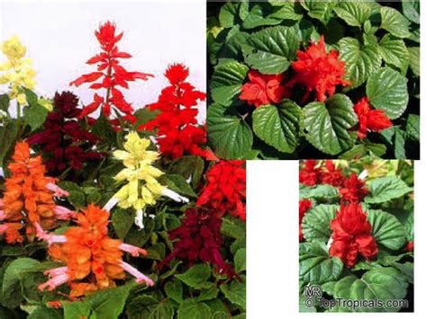 Floral Plant Id Set 10 Quiz Flashcards Quizlet