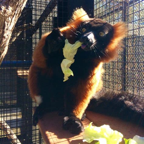 Fiber And Feces “lettus” Research Duke Lemur Center