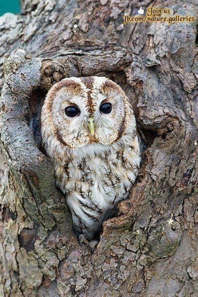 Owl In Tree Owl Photos Owl Tawny Owl