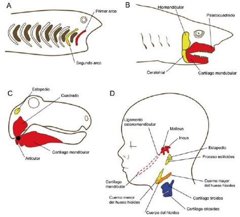 Desarrollo De Cara Y Cuello En Vertebrados
