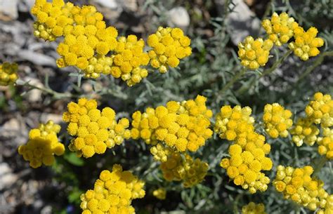 Helichrysum Italicum Care Properties Benefits And Detailed Uses