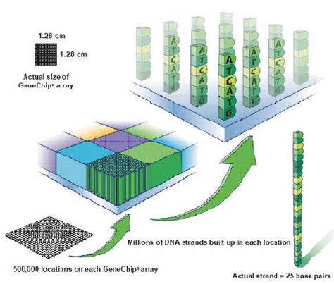 Microarray Affymetrix Chips • Genstat Knowledge Base
