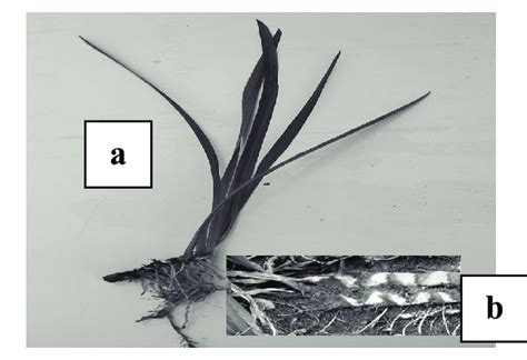 Sweet Flag A Roots B And Structure Formula Of Beta Asarone C