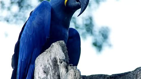Blu Spix Macaw