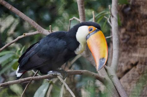 Toucan Toco