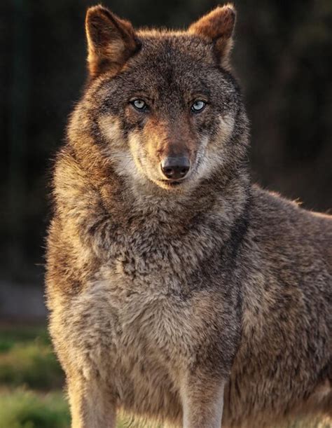 Premium Photo A Wolf In The Forest Looking At The Camera