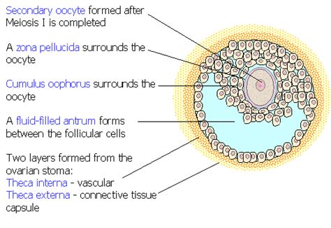 About Zona Pellucida