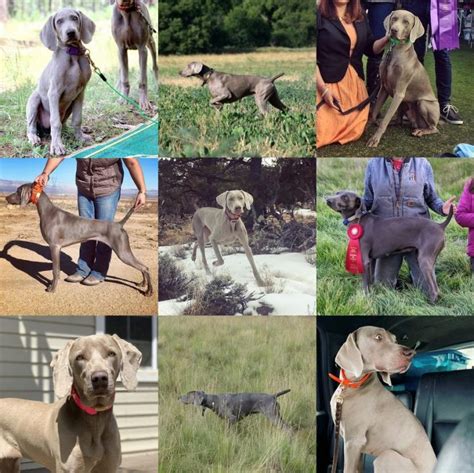 Different Weimaraner Coat Colors Barrett Weimaraners