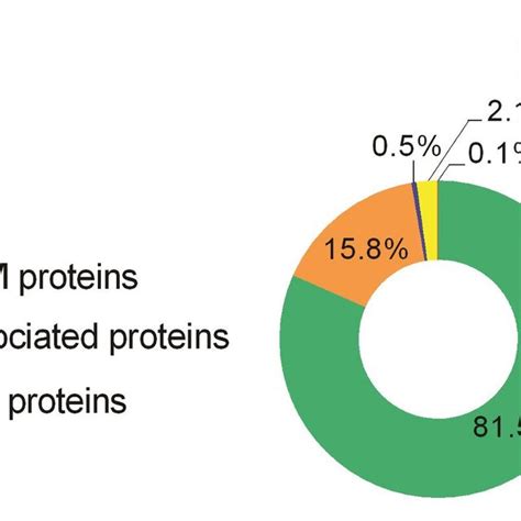 Nanoarchitecture Of Decellularized Lung Tissues The Figure Shows Download Scientific Diagram