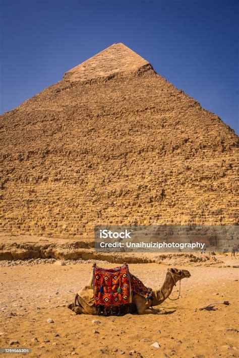 카프레의 피라미드에 앉아 아름다운 낙타 기자의 피라미드는 세계에서 가장 오래된 곰팡이 기념물입니다 카이로의 도시에서 이집트 2명에 대한 스톡 사진 및 기타 이미지 Istock