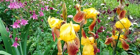 Мини питомник Растения для сада Декоративные растения для сада