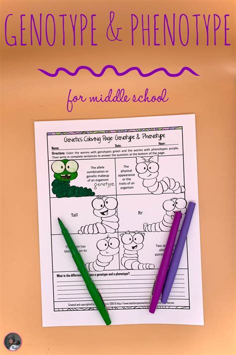 Genotypes And Phenotypes Worksheet E
