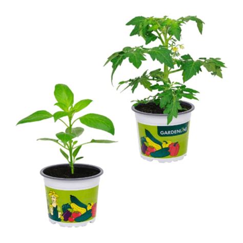 GARDENLINE Gemüsepflanze von ALDI Nord ansehen!
