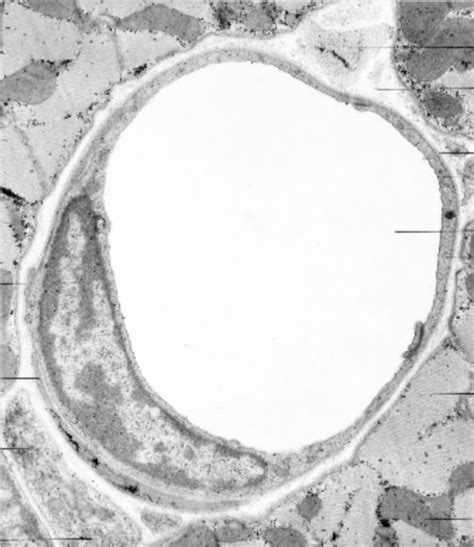 Continuous Capillary 2 Diagram Quizlet