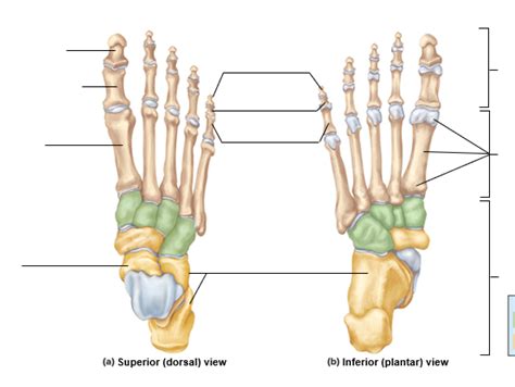 Skeletal System Labeling Figure 8 41 Diagram Quizlet