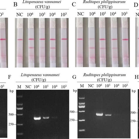 The Detection Limit Of Raa Lfd And Pcr A C The Concentration Of V