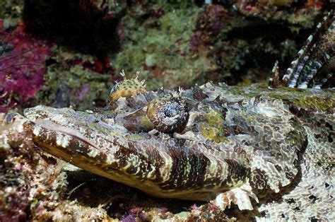 Flathead Fish By Science Photo Library