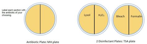 Antimicrobial Sensitivity Testing Kirby Bauer Disk Of Diffusion Method Wpunj Microbiology