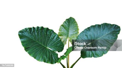 하트 모양의 코끼리 귀 또는 자이언트 타로 잘라진 경로와 흰색 배경에 고립 된 열대 우림 식물의 어두운 녹색 잎 식물에 대한 스톡 사진 및 기타 이미지 Istock