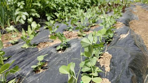 3월에 파종한 완두콩 키우기 완두콩 재배 방법 완두콩 심는시기 콩 모종 심기 심는간격 지지대 수확시기 네이버 블로그