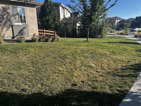 Scalped Tttf To 2 Dethatched And Over Seeded And Now The Existing