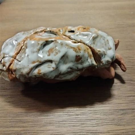 Turtle Carcass Sculpture By Soulwrte On Deviantart