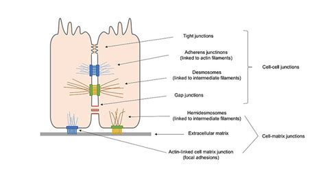 Desmosome Hemidesmosome