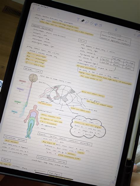 Thought Some Of My Neuroanatomy Notes Belonged Here Rprettynotes