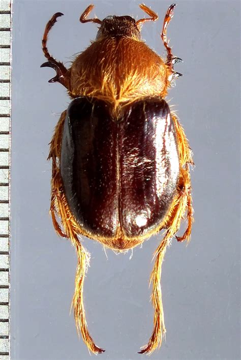 Speciesgallery Melolonthinae Pybio Paraguay Biodiversidad