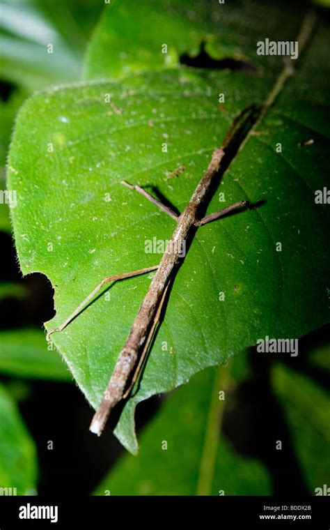 Stick Insect On A Tree Hi Res Stock Photography And Images Alamy