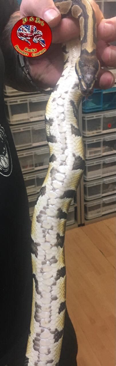 Zip Belly Ball Python Traits Morphpedia