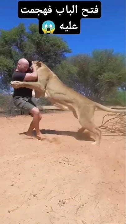 أكلته اللبوه😱 Youtube