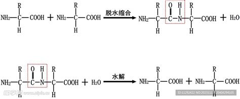 脱水缩合和水解设计图 其他 生物世界 设计图库 昵图网