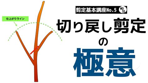 剪定基本講座No 5切り戻し剪定のやり方庭木の剪定 YouTube