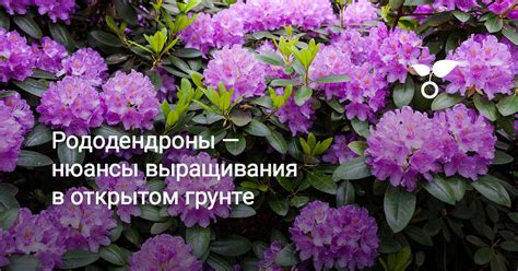 Рододендроны — нюансы выращивания в открытом грунте — Ботаничка