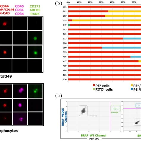 Detection Of Circulating Tumor Cells Ctcs In Melanoma Patients A Download Scientific