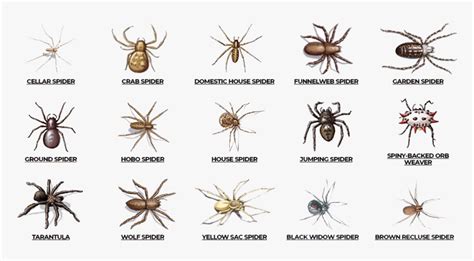 Types Of Small Spiders