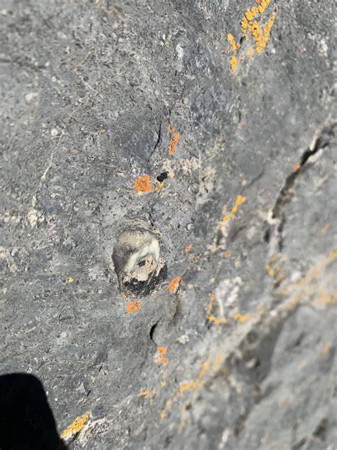 Some Cool Fossils R Fossils